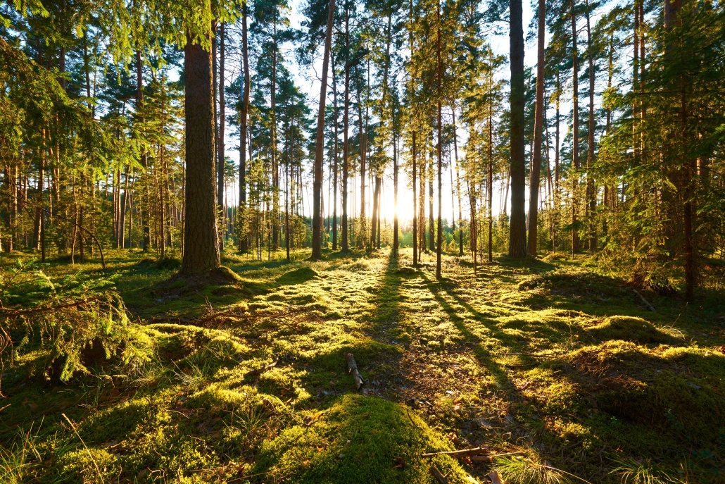 Sustainably Managed Forests: The Backbone of the European Paper and ...